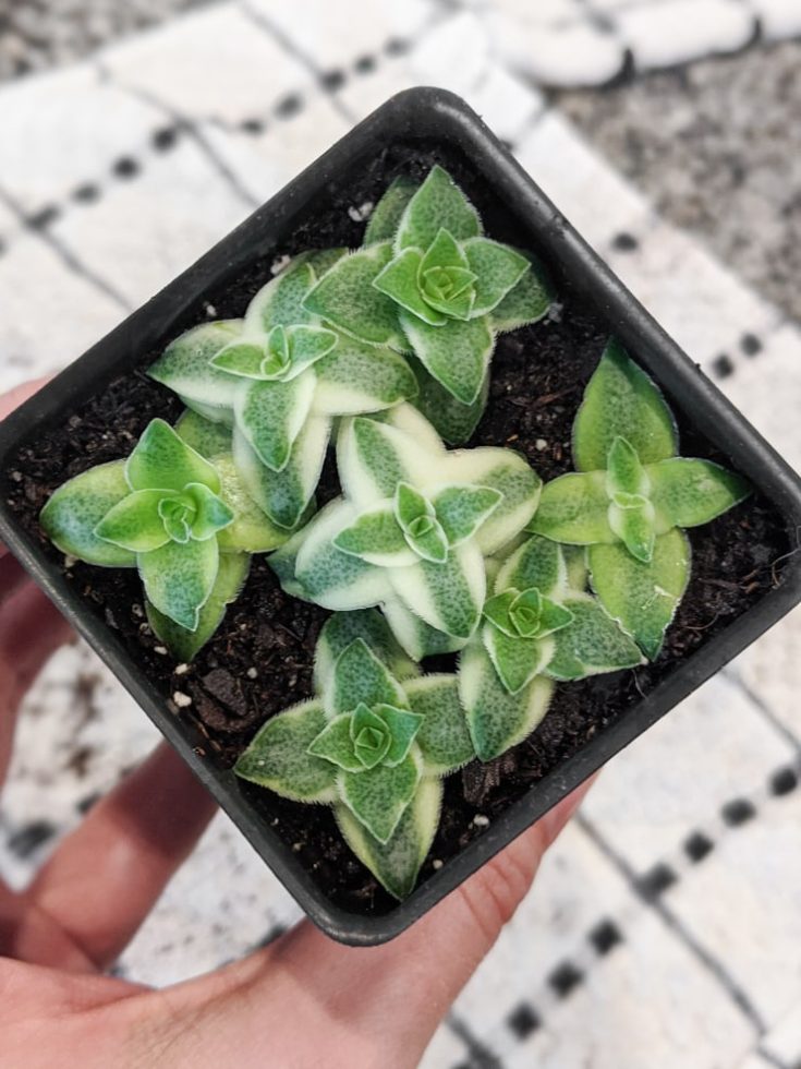 Succulent Stretching: How to Prune Leggy Succulents