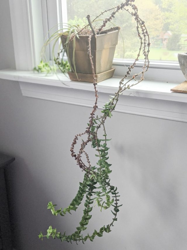 Succulent Stretching: How to Prune Leggy Succulents