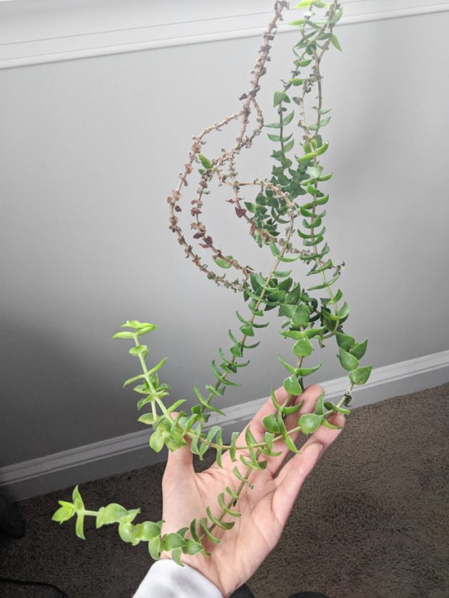 Succulent Stretching: How to Prune Leggy Succulents