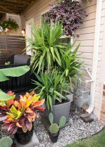 All about yucca plant care, including the spineless yucca cane!