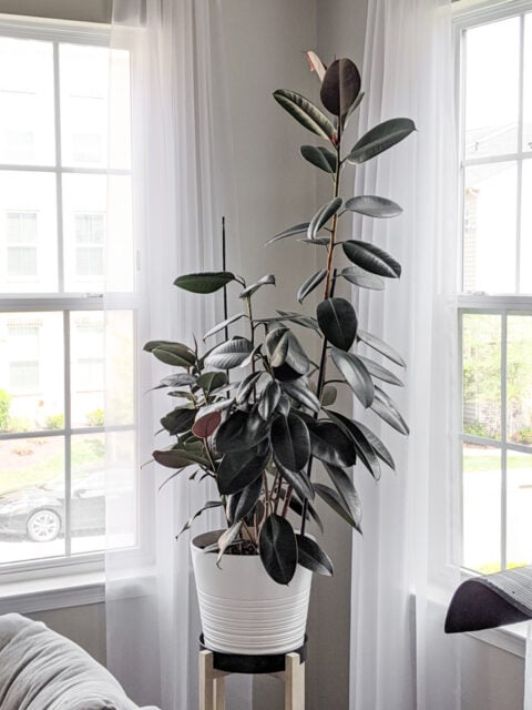 How to keep tall potted plants from falling over...stake them!