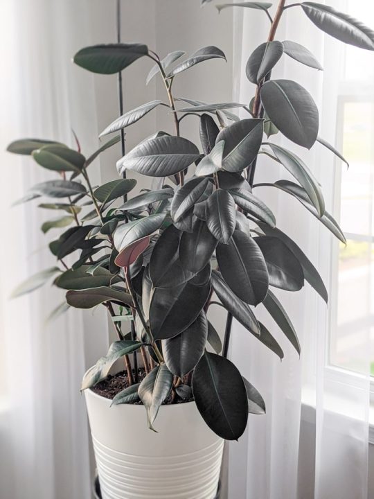How to keep tall potted plants from falling over...stake them!