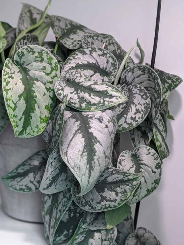 Your scindapsus pictus care and propagation guide!