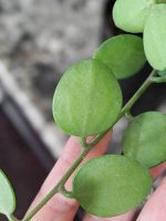 All about silver dollar succulent care (aka Xerosicyos Danguyi)