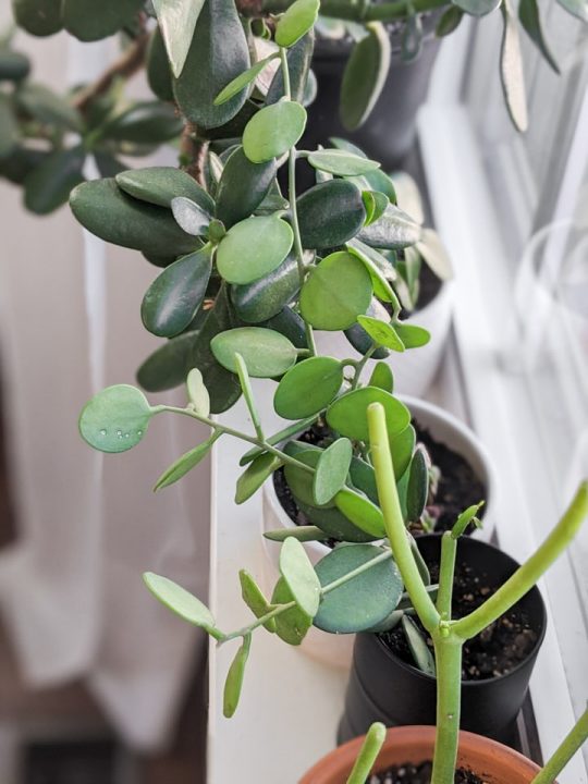 All about silver dollar succulent care (aka Xerosicyos Danguyi)