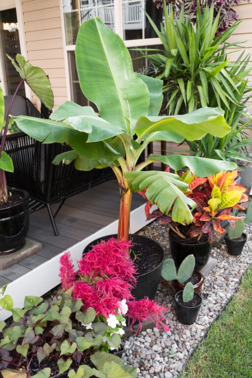 Learn how to care for banana plants outdoors and indoors in pots!