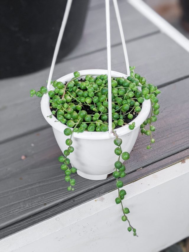 How to propagate string of pearls cuttings in water & soil!