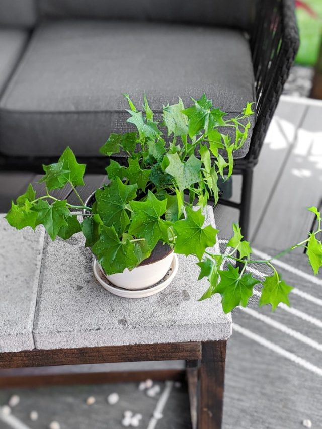 Learn all about growing & caring for German ivy in containers!