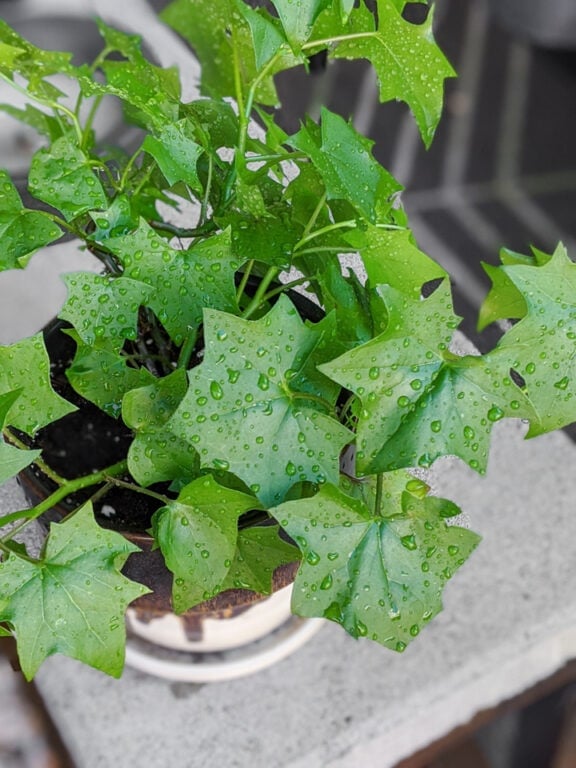 Learn all about growing & caring for German ivy in containers!