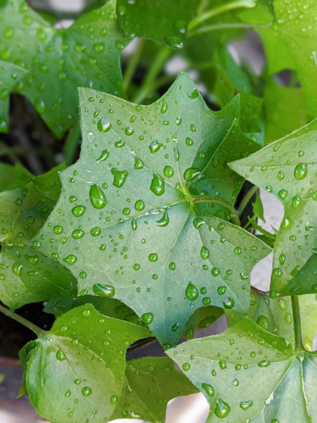 Learn all about growing & caring for German ivy in containers!