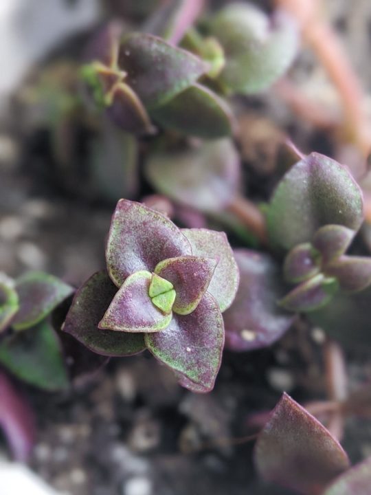 All about crassula pellucida variegata, calico kitten succulent care!