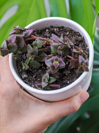 All about crassula pellucida variegata, calico kitten succulent care!