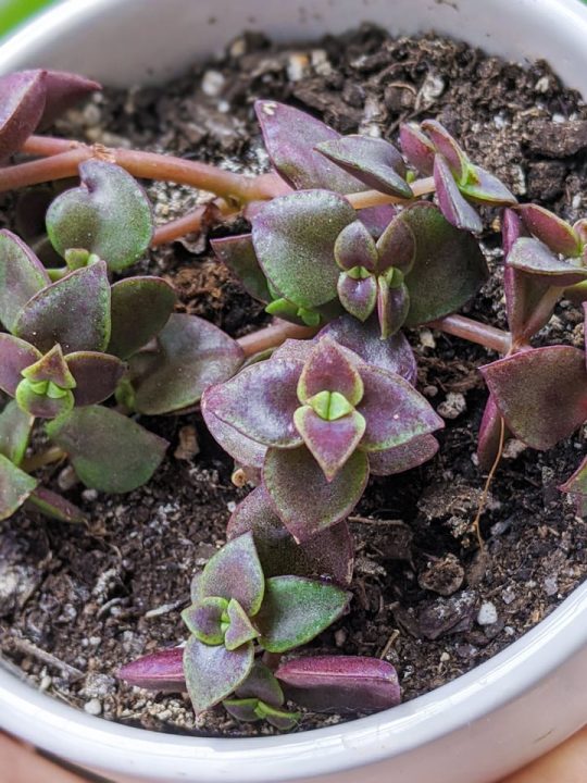 All about crassula pellucida variegata, calico kitten succulent care!