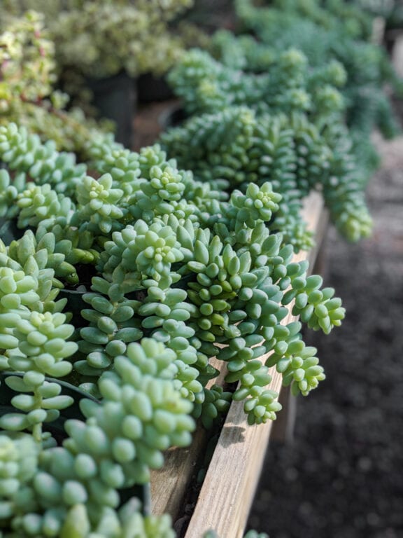 Burro's Tail Care Guide: How to Grow This Unique Succulent