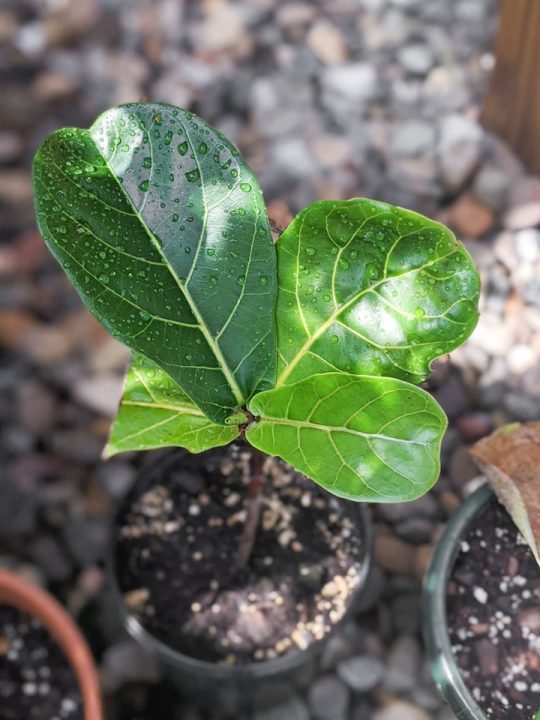 Here's how to successfully propagate a fiddle leaf fig cutting!