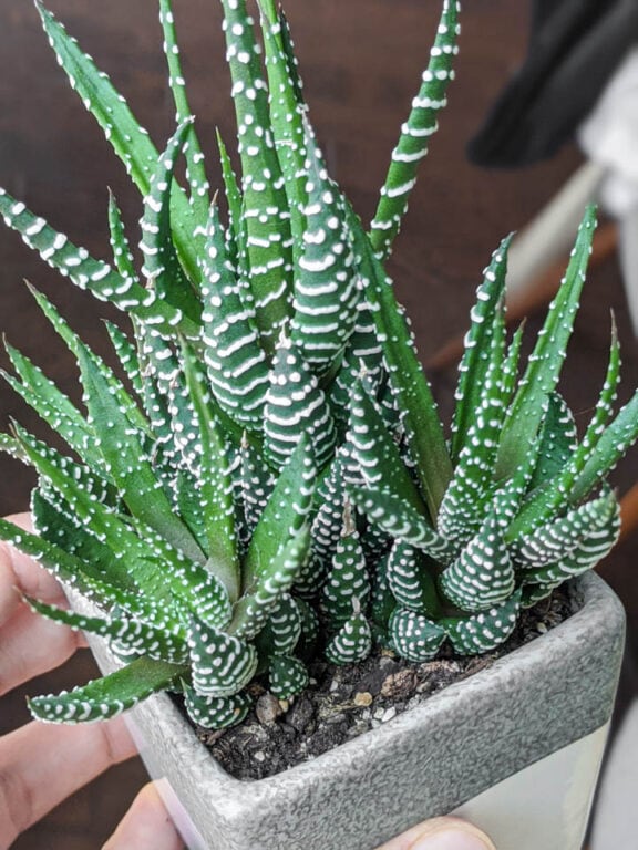 How to care for haworthia, one of the easiest succulents to grow!