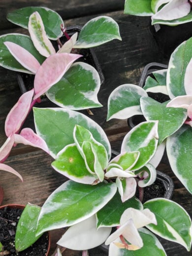 The complete hoya carnosa care guide from a major hoya lover!