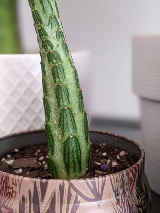 How to care for the striking pickle plant succulent!