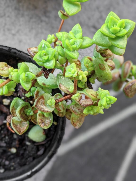 Succulent Stretching: How to Prune Leggy Succulents