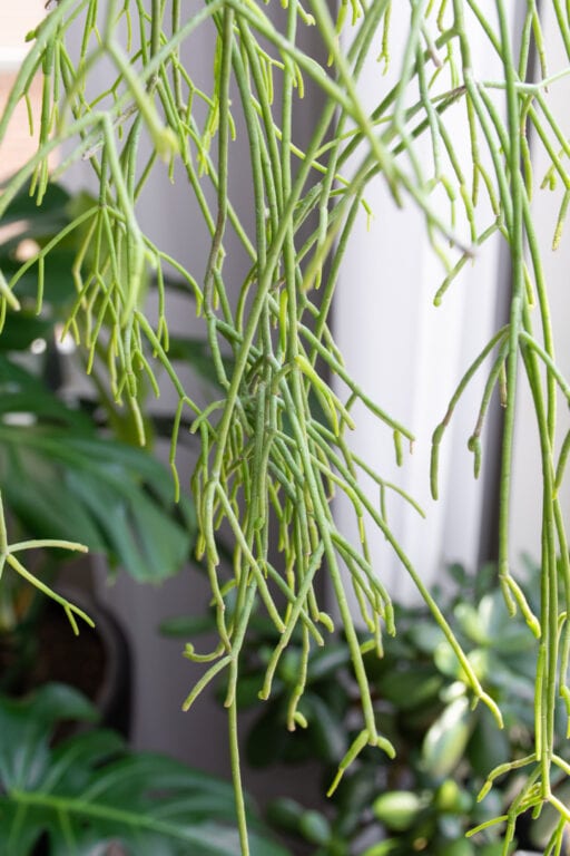 How to care for the tropical, trailing rhipsalis mistletoe cactus!