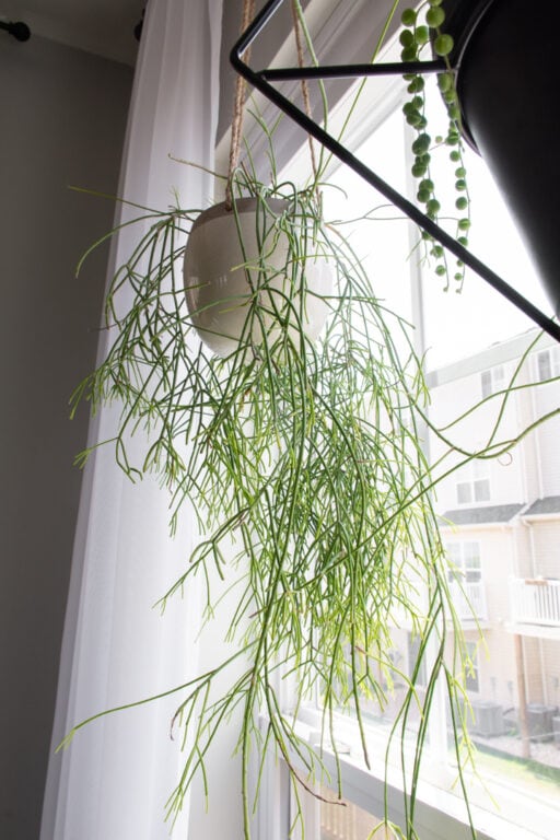 How to care for the tropical, trailing rhipsalis mistletoe cactus!