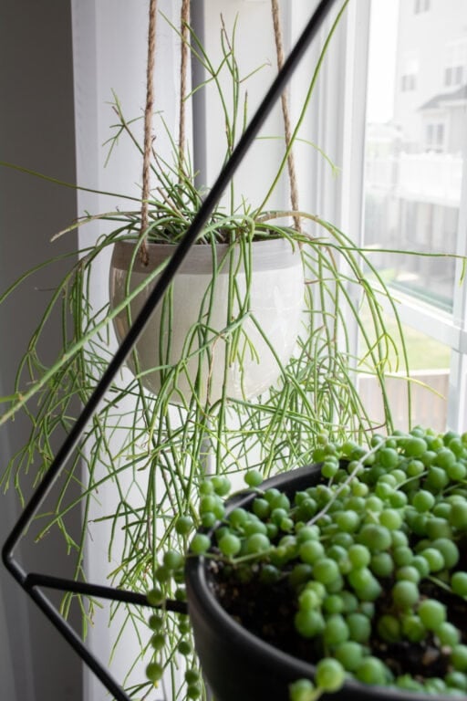 How to care for the tropical, trailing rhipsalis mistletoe cactus!