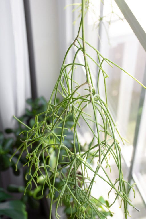 How to care for the tropical, trailing rhipsalis mistletoe cactus!