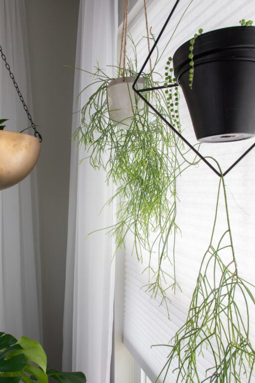 How to care for the tropical, trailing rhipsalis mistletoe cactus!