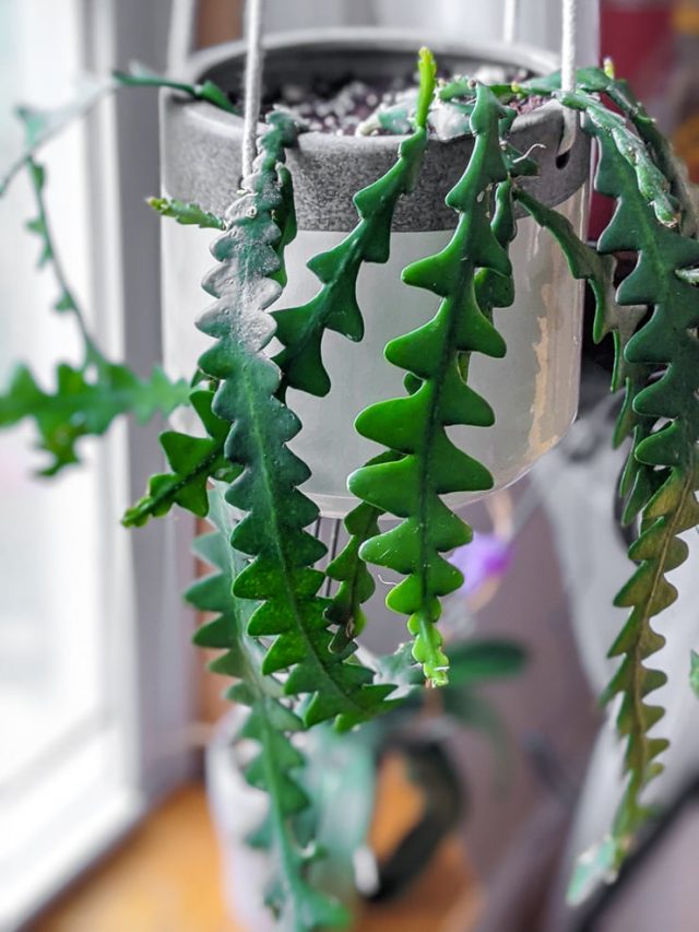 How to help the crazy ric rac cactus thrive indoors!