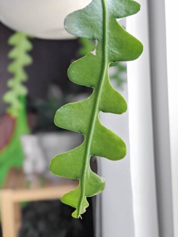 How to help the crazy ric rac cactus thrive indoors!