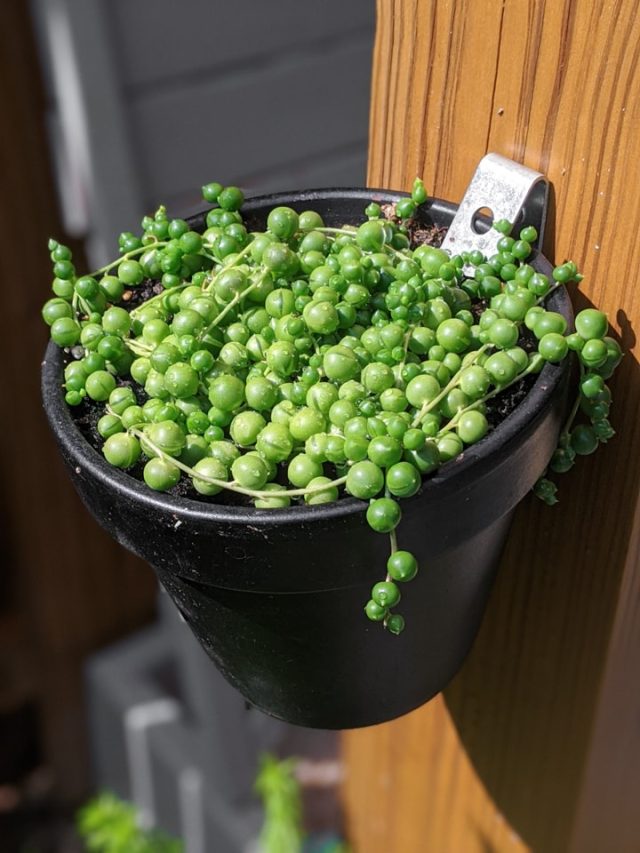 All about string of pearls care & growing this trailing succulent!