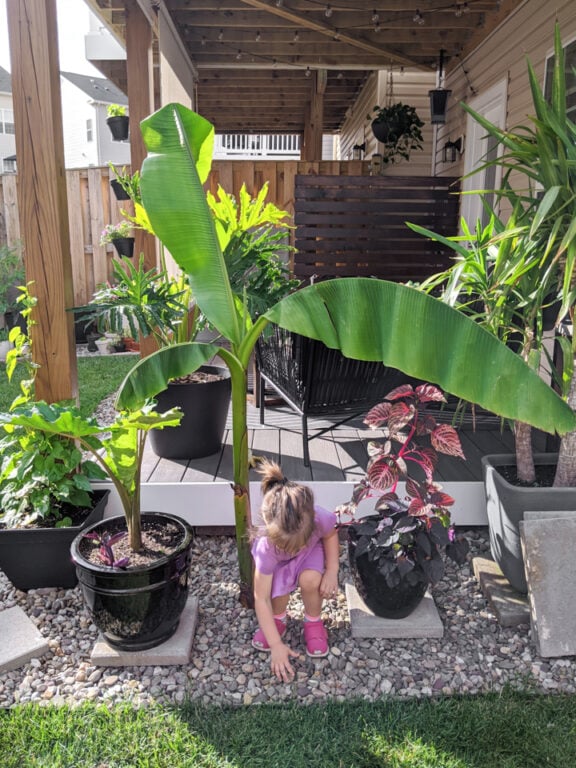 Learn how to care for banana plants outdoors and indoors in pots!