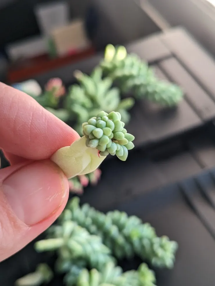 Burro's Tail Care Guide: How to Grow This Unique Succulent