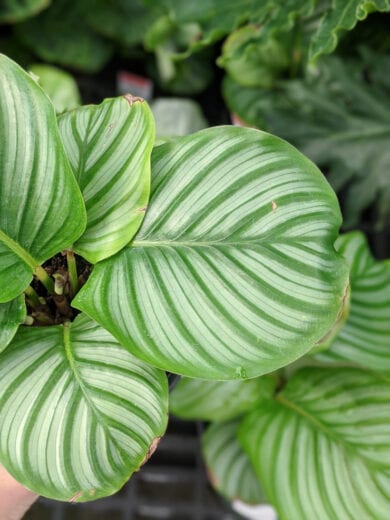 Calathea Care: Caring for Different Calathea Varieties