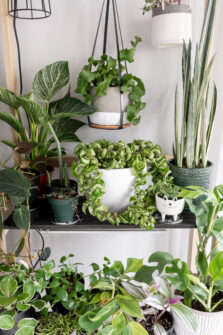 Curly Orchid Cactus Care: A Must-Have Unique Houseplant