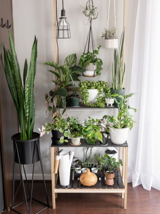 DIY Archives - By Brittany Goldwyn | Plants & Projects