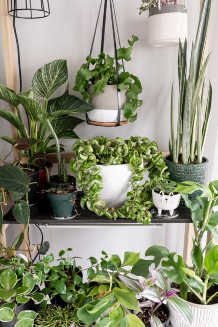 DIY Tiered Plant Stand: Easily Fit More Plants With This Solution