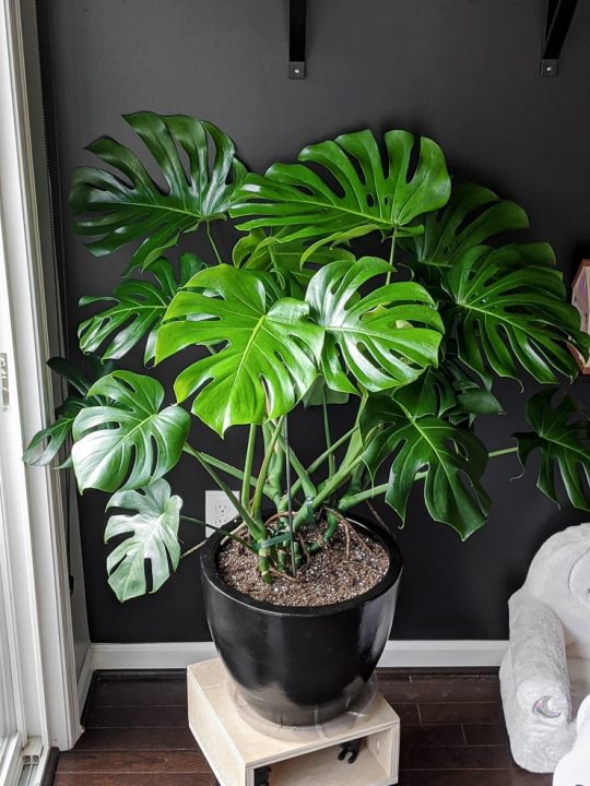 Monstera Deliciosa Care Guide: Growing Monstera Deliciosa Indoors