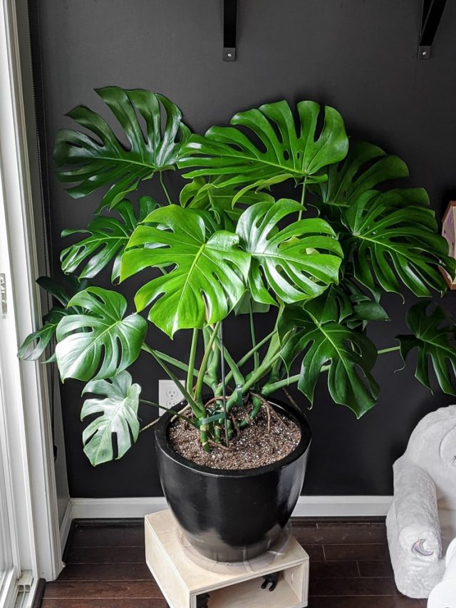 Monstera deliciosa albo variegata care & propagation
