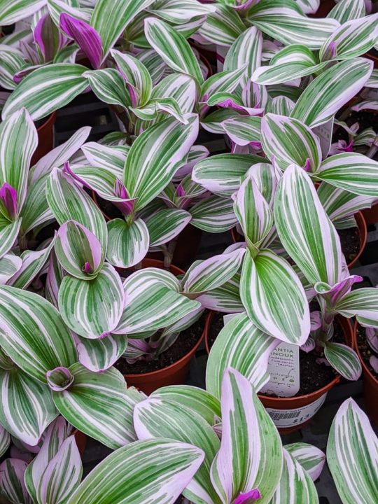 Everything you need to know about tradescantia nanouk care!