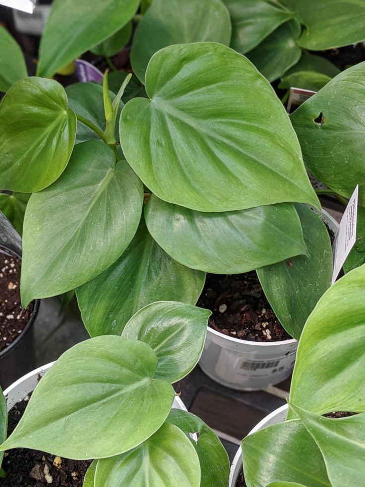 Heart Leaf Philodendron Care: Brasil Philodendron and Propagation Tips