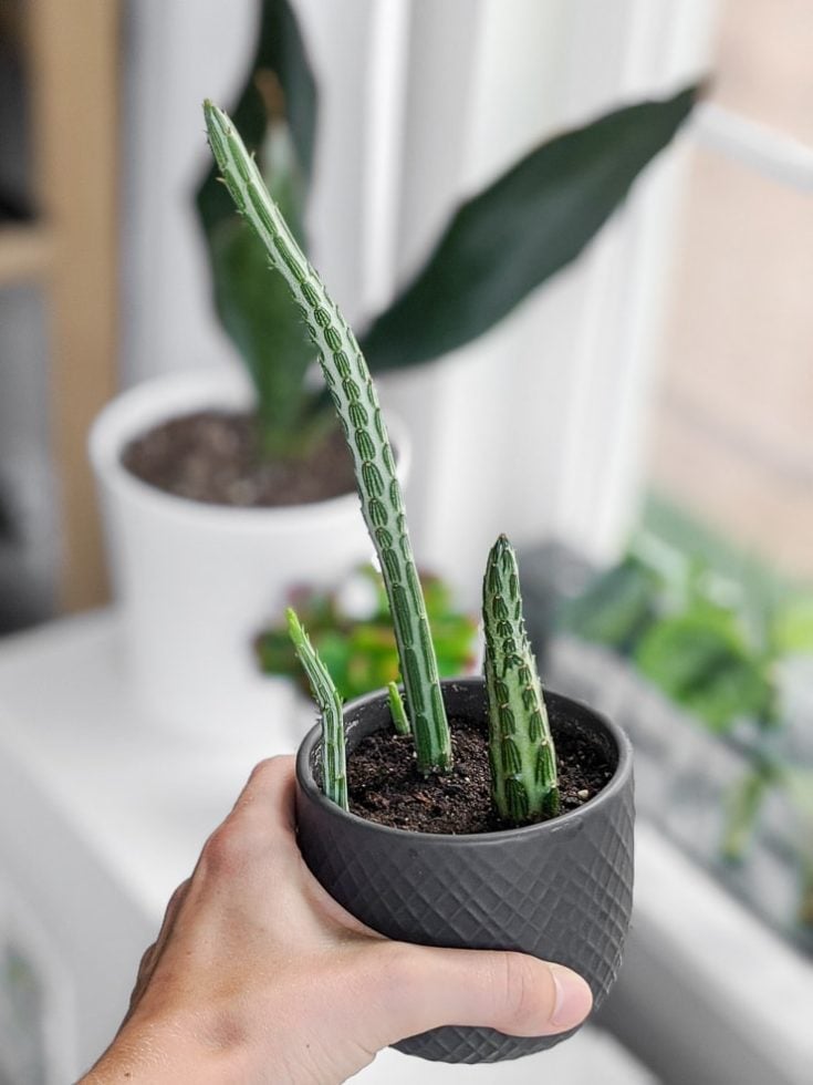 How to Care for the Striking Pickle Plant Succulent (Kleinia ...