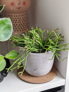 How to care for the tropical, trailing rhipsalis mistletoe cactus!