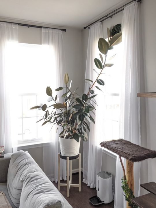 How to care for the glossy, gorgeous rubber plant, aka ficus elastica