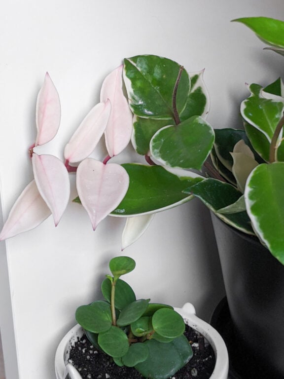 The Complete Hoya Carnosa Care Guide You Need to Read