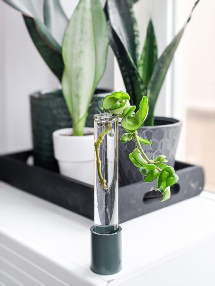 Test Tube Propagation Stand: A Simple, Chic, and Tool-Free DIY
