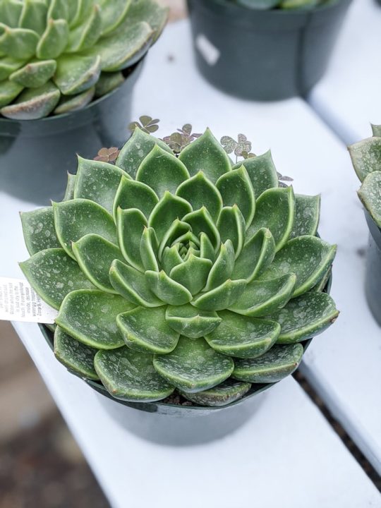 Echeveria Care: How to Care for Echeveria Succulents Indoors!