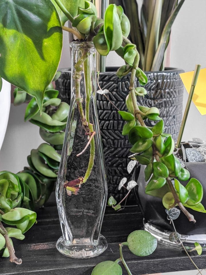 How to care for the unique trailing hoya rope plant!