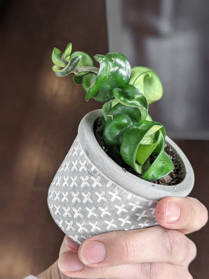 How to care for the unique trailing hoya rope plant!