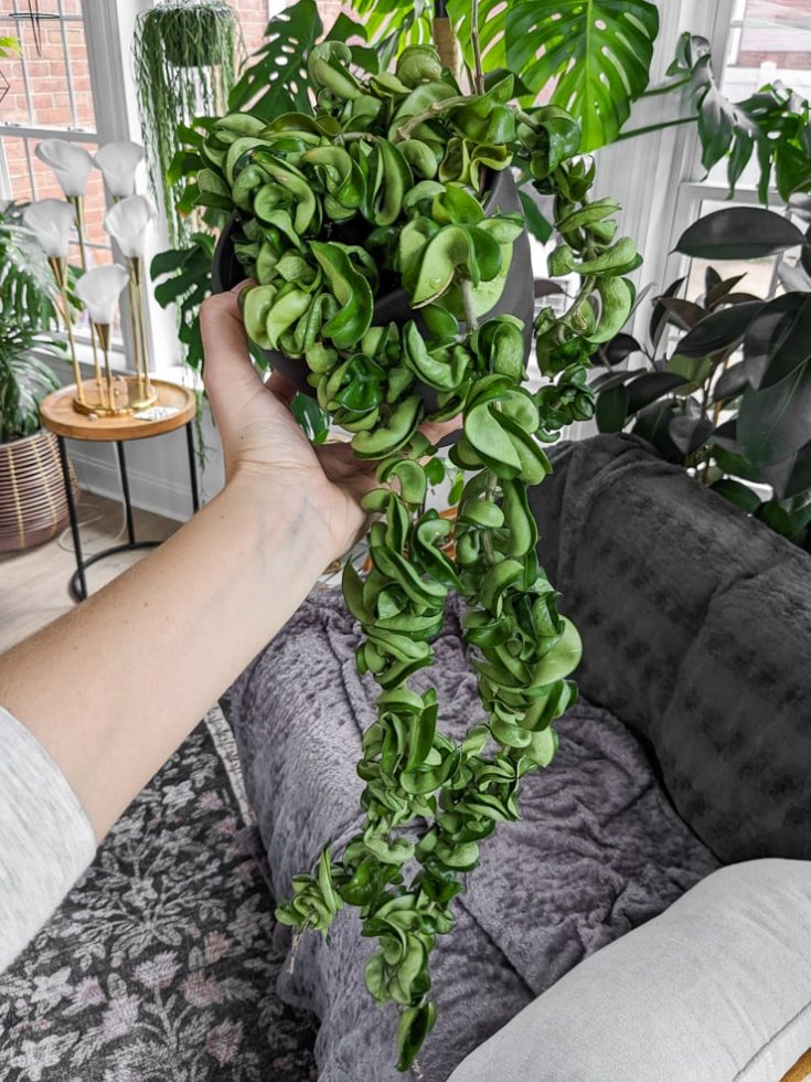 How to care for the unique trailing hoya rope plant!